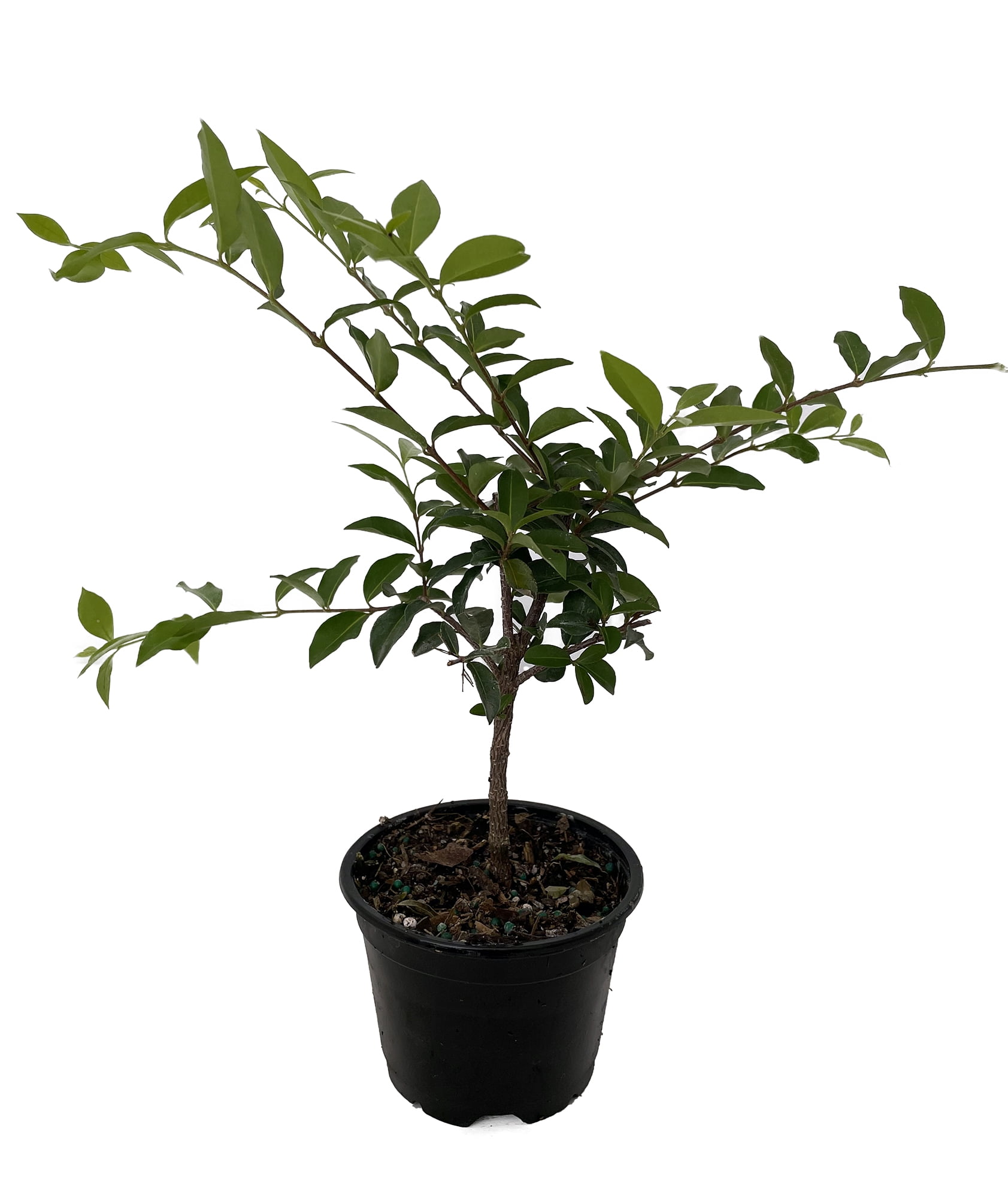 Barbados Cherry Plant - Malpighia emarginata - Indoors/Out - 4" pot ...
