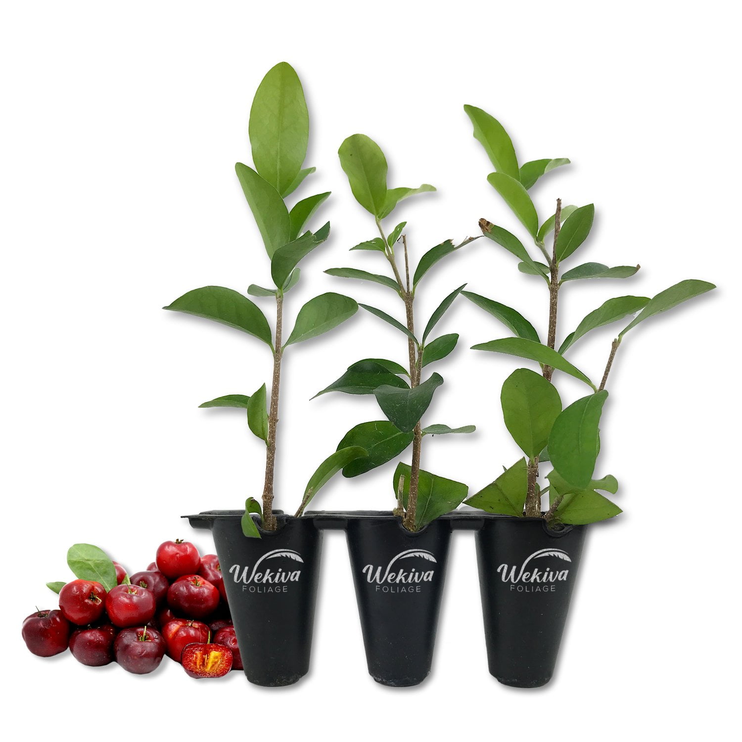 Barbados Cherry Tree - 3 Live Starter Plants in 2 Inch Pots - Malpighia ...