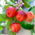 Barbados Cherry Tree Live Plant, 4-6 inch Tall, Sweet Acerola Cherry ...