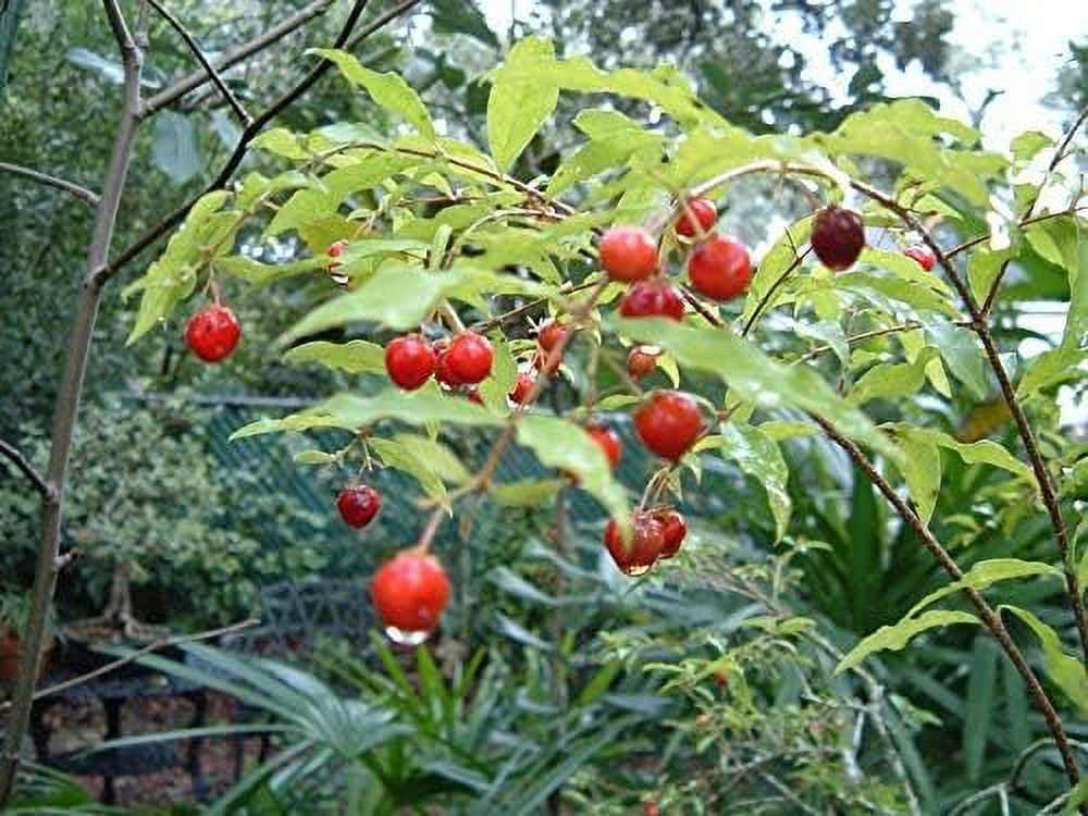 Wekiva Foliage Barbados Cherry Tree - Edible Fruit Bearing, 3 Gallon ...