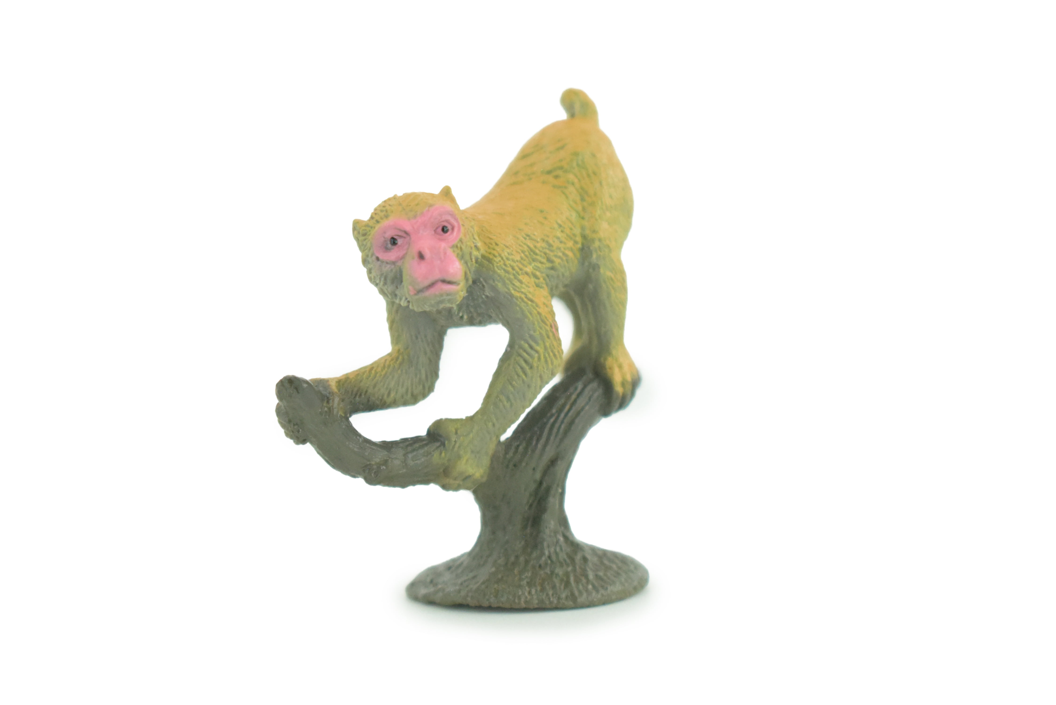 Barbary Macaque, Barbary ape or Magot, Rubber Primate, Animal ...