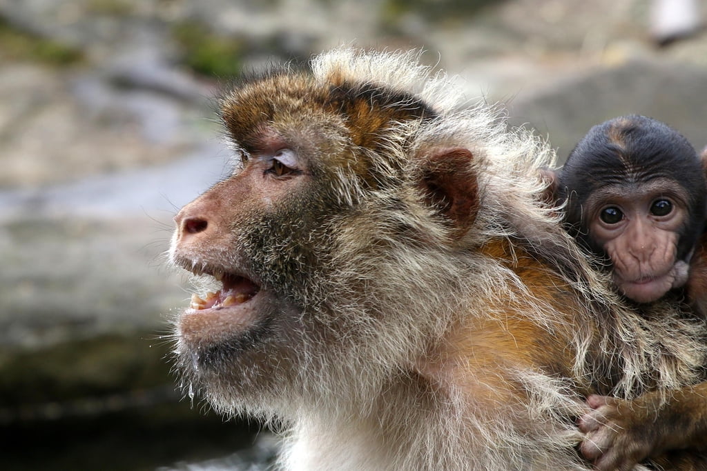 Barbary Macaque Mother and Baby Primate Poster Monkey Decor Monkey Paintings For Wall Monkey ...