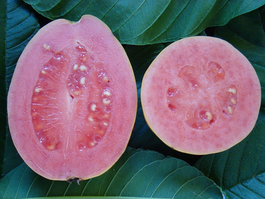 Barbie Pink Guava Plant - Psidium guajava - 4" Pot - Walmart.com