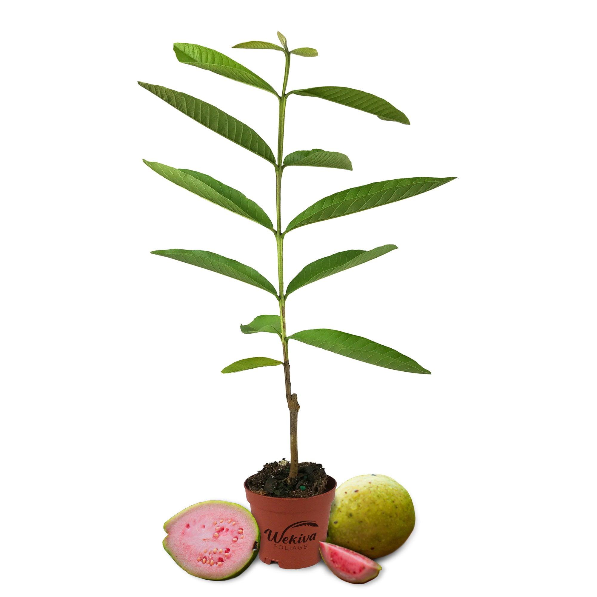 Barbie Pink Guava Tree - 5 Live Starter Plants in 2 Inch Grower's Pots ...