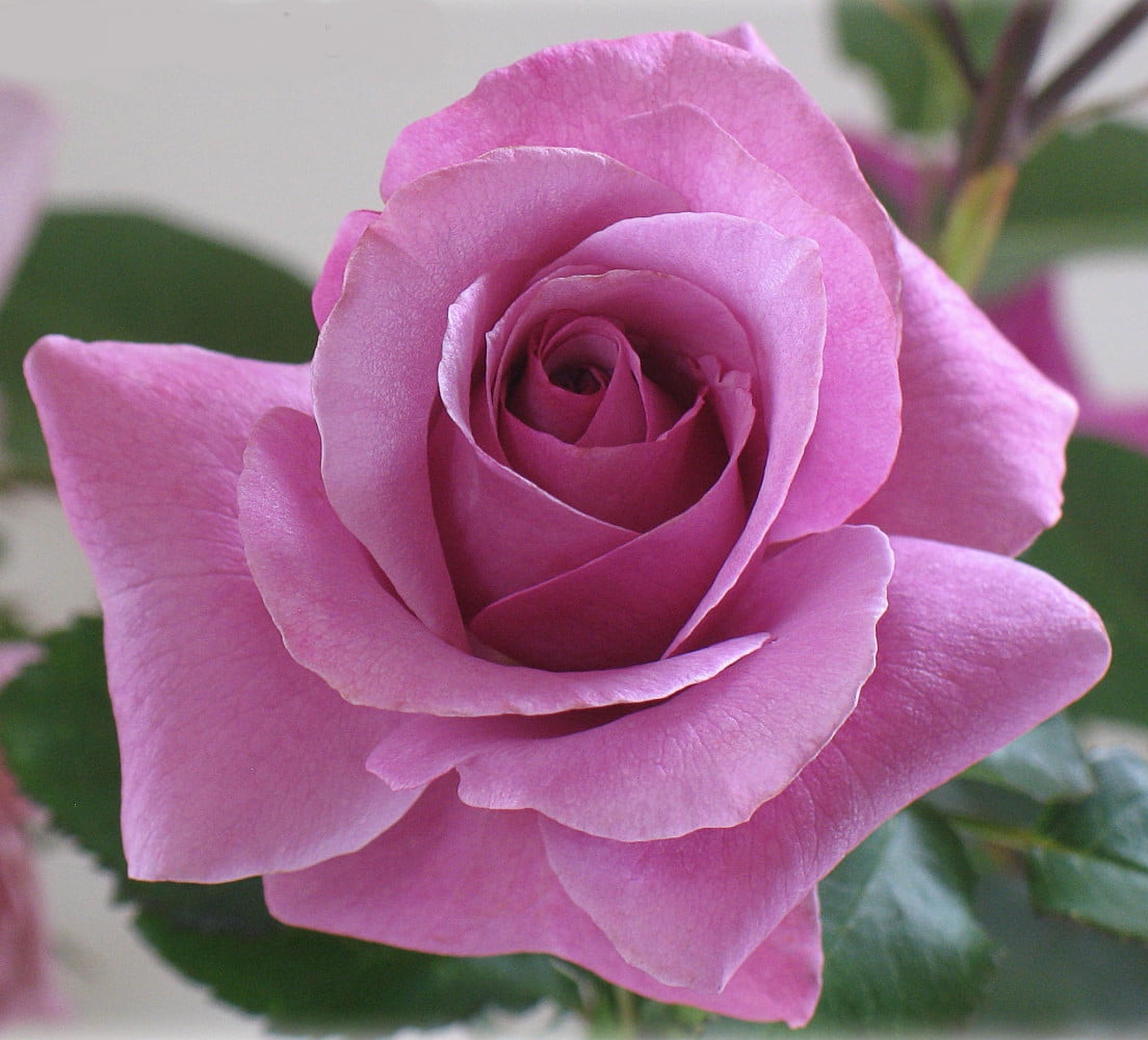 Barbra Streisand® Hybrid Tea Rose Bush - Bareroot - Walmart.com