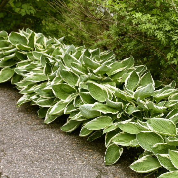 Hosta Plants in Perennials - Walmart.com