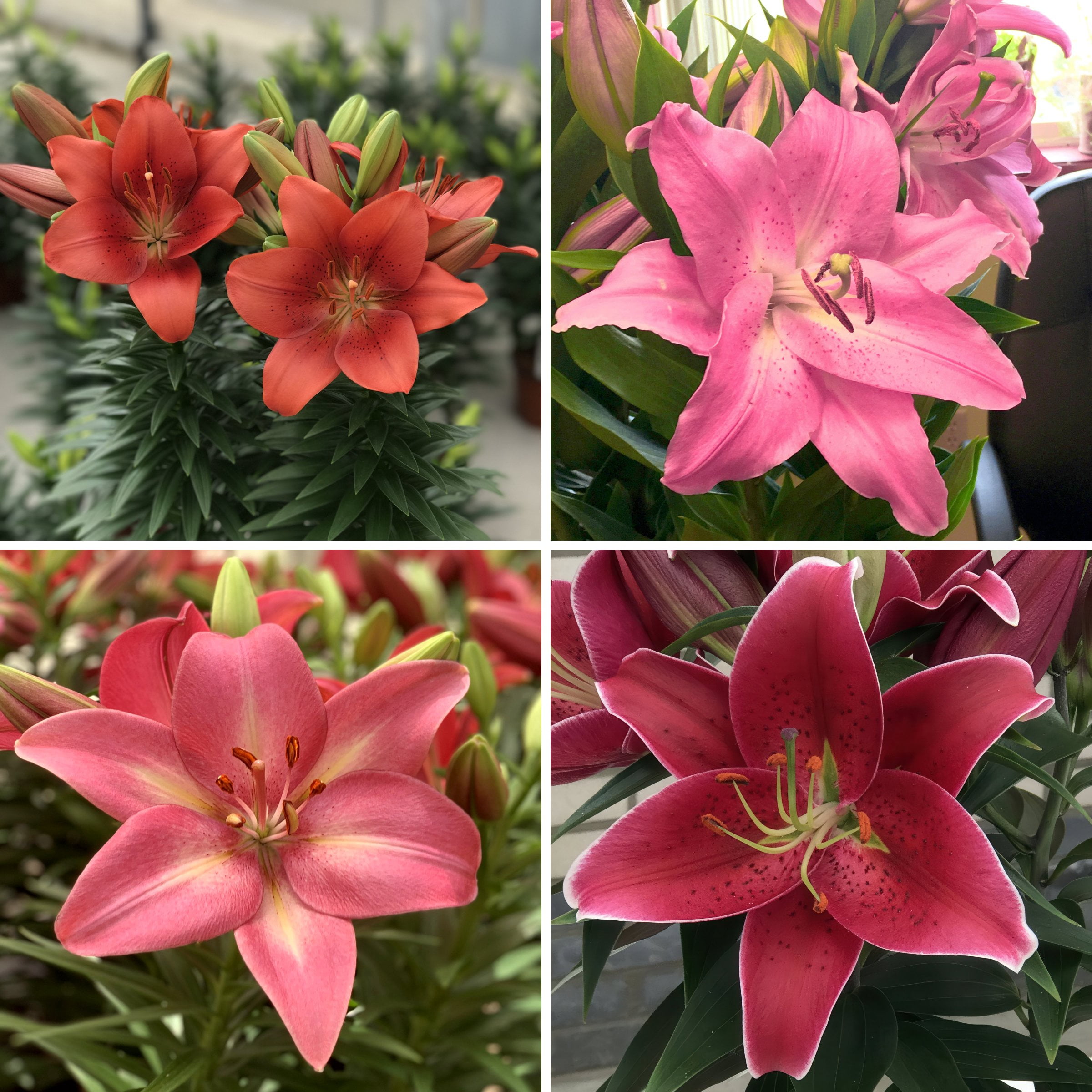Bare Root LA Hybrid Lily Looks Collection (4-Pack) - Walmart.com