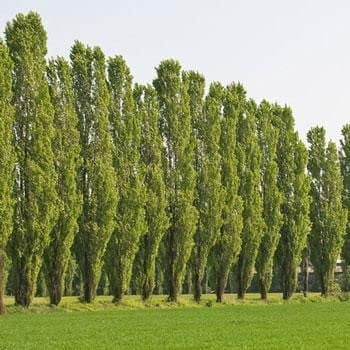 Bare Root Lombardy Poplar Cuttings for Planting - Great for Privacy ...