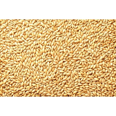 Organic Hulless Sprouting Barley - 4 Oz - Non-GMO Barley Seed - Husk ...