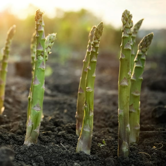 Asparagus Plants in Vegetable Plants - Walmart.com