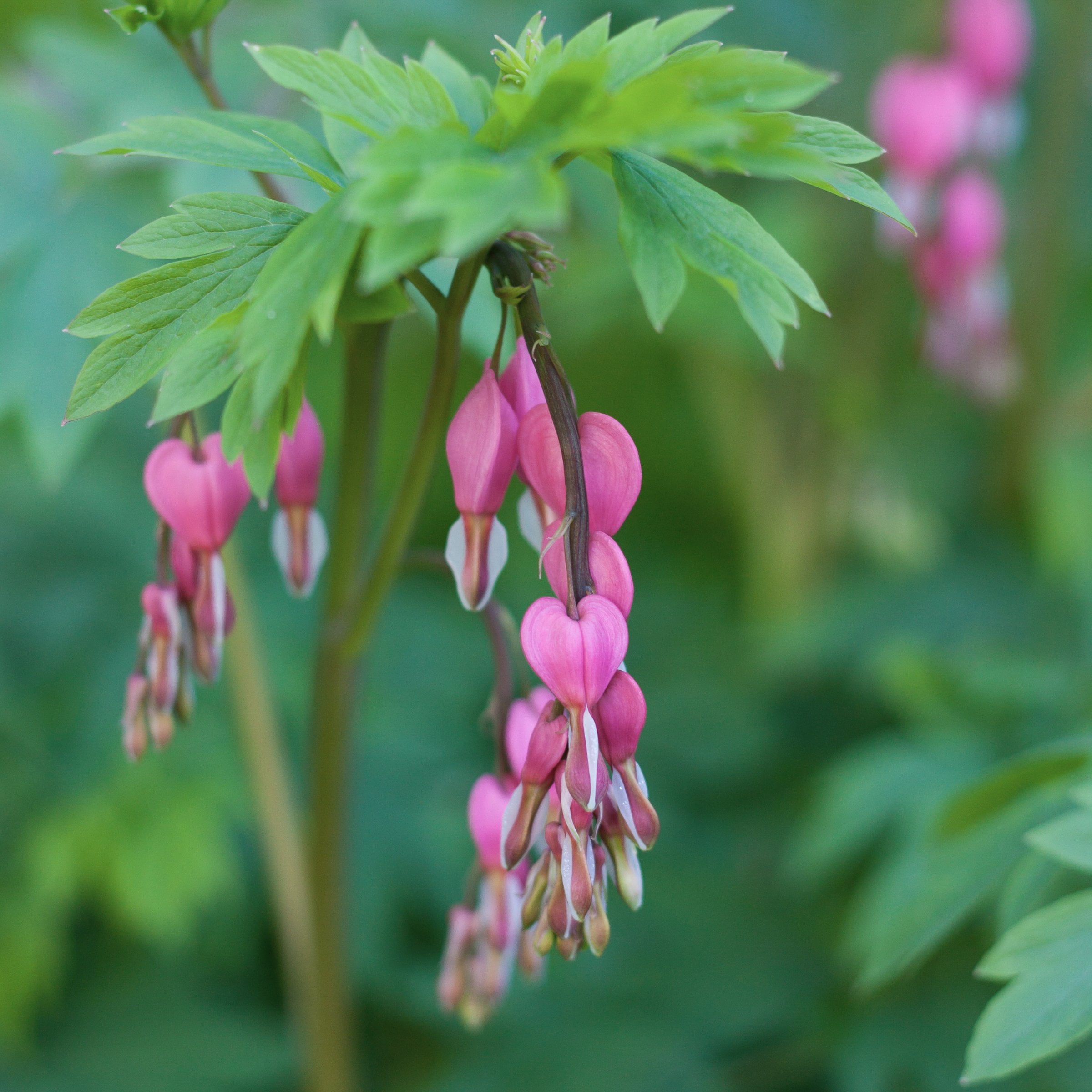 Bareroot Dicentra Dwarf Bleeding Hearts Live Perennial Plant with Pink ...