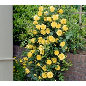 Rose Bushes in Garden Bushes - Walmart.com