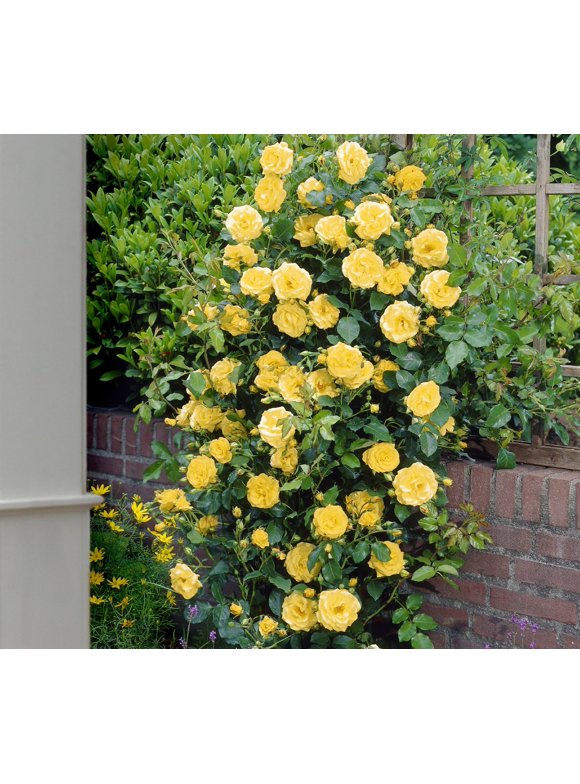 Hardiness Zone 6 in US Hardiness Zones - Walmart.com