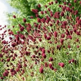 Bareroot Sanguisorba Little Angel Variegated Burnet Live Perennial ...