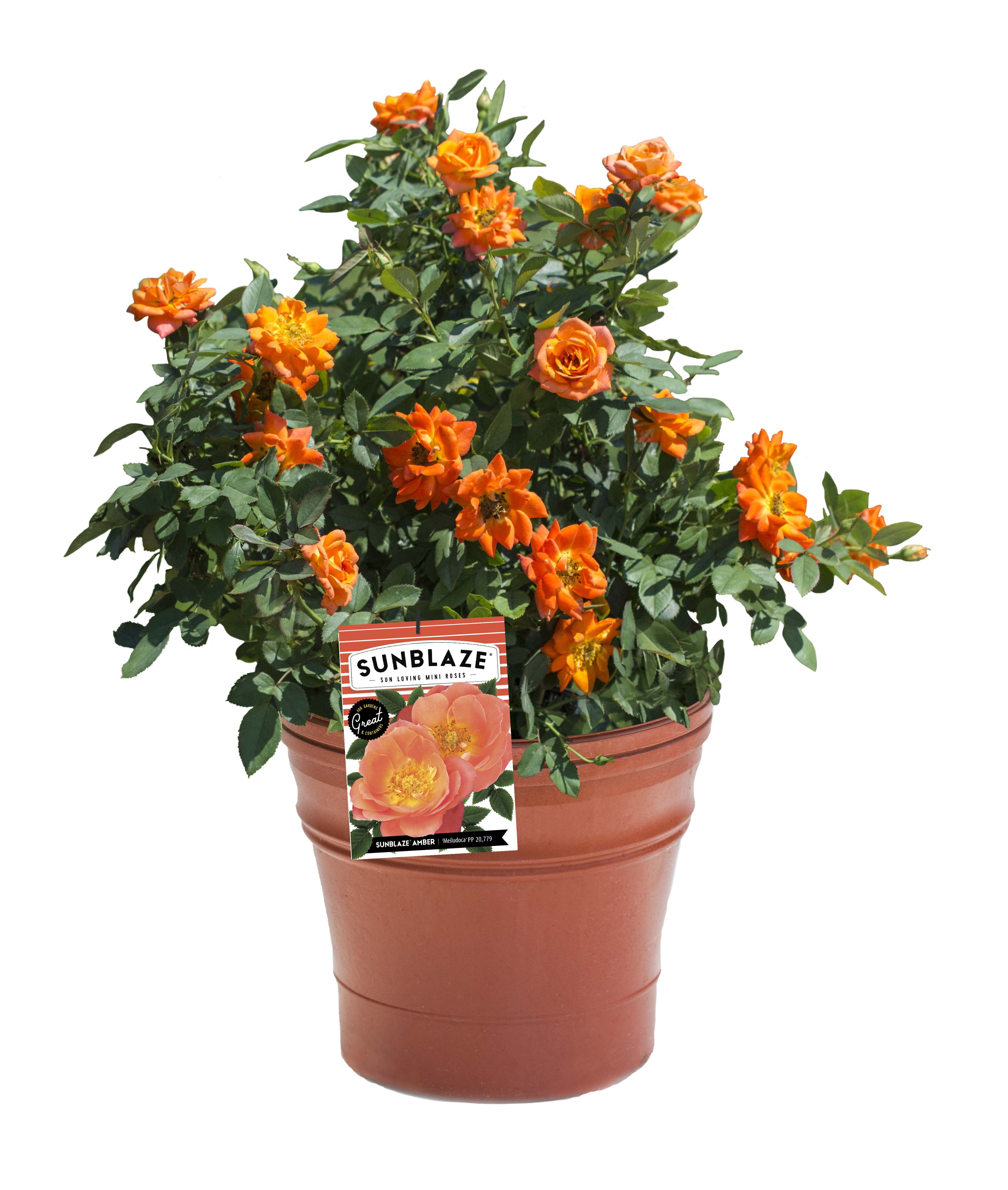 Bareroot Sunblaze® Amber Miniature Rose Live Shrub with Bright Orange Flowers-Full Sunlight 2 ...