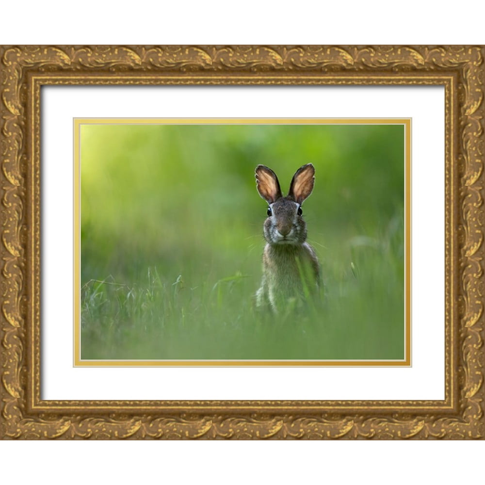 Barisone, Marco 14x11 Gold Ornate Wood Framed with Double Matting ...