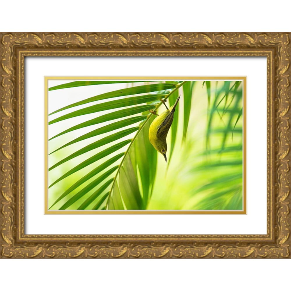 Bariviera, Daniele 14x11 Gold Ornate Wood Framed with Double Matting ...