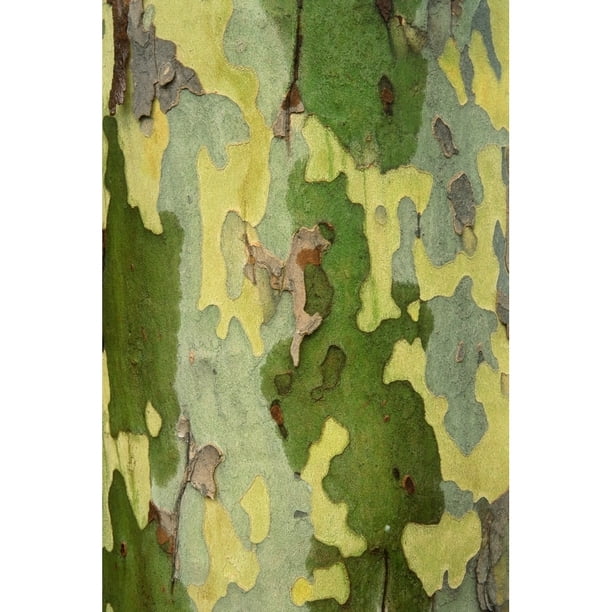 Bark Of A Sycamore Tree Poster Print - Walmart Business Supplies