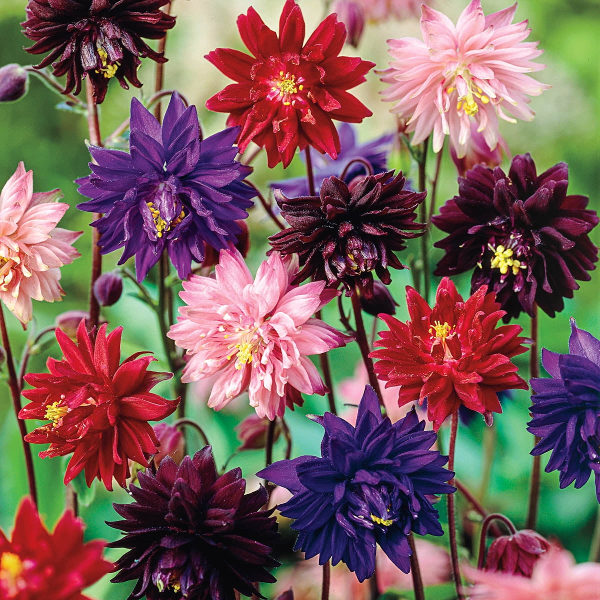 Barlow Mutli-Color Flowering Columbine Mixture Dormant Bare Root ...