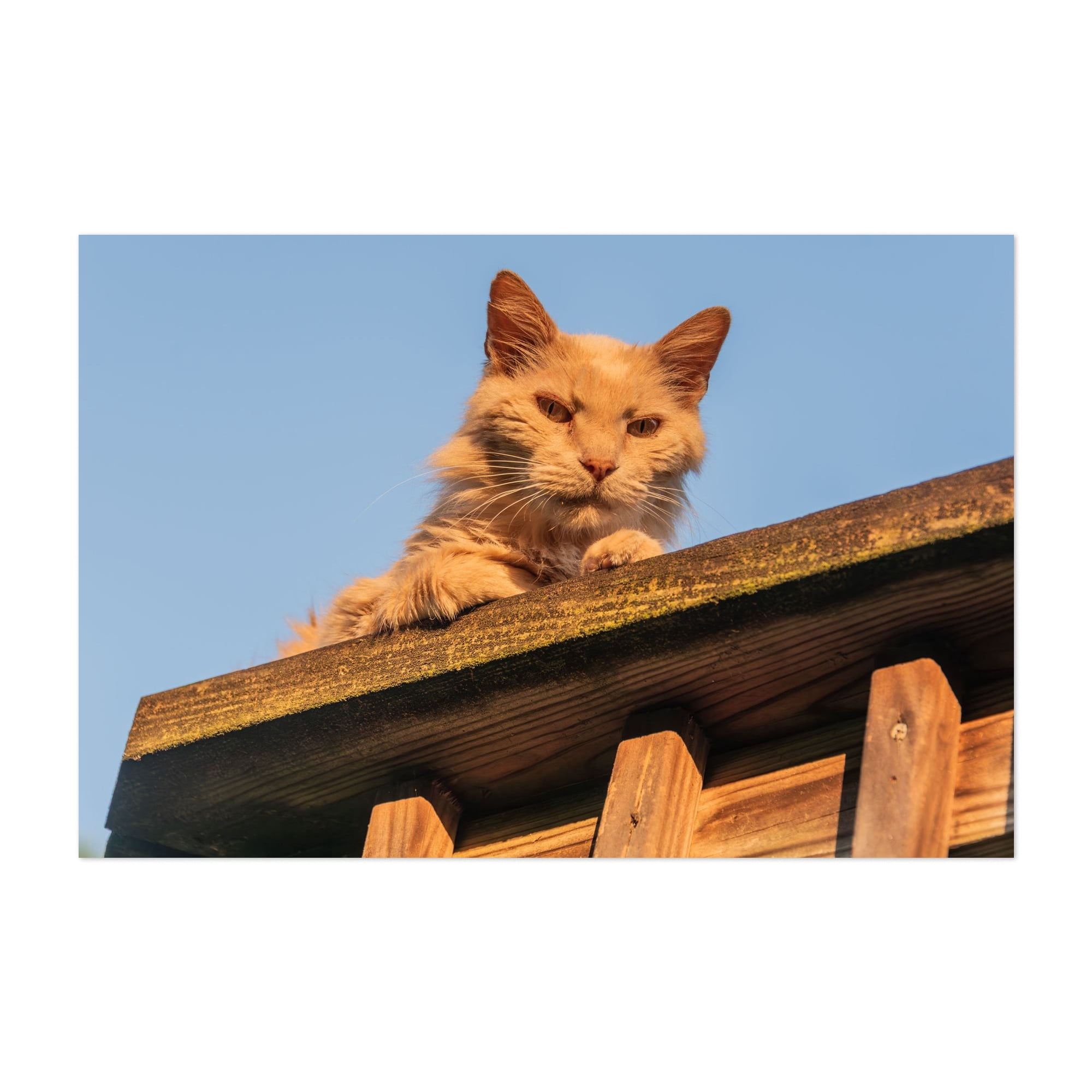 Barn Cat on Mouse Patrol, York County PA - Pennsylvania Photography Cat ...