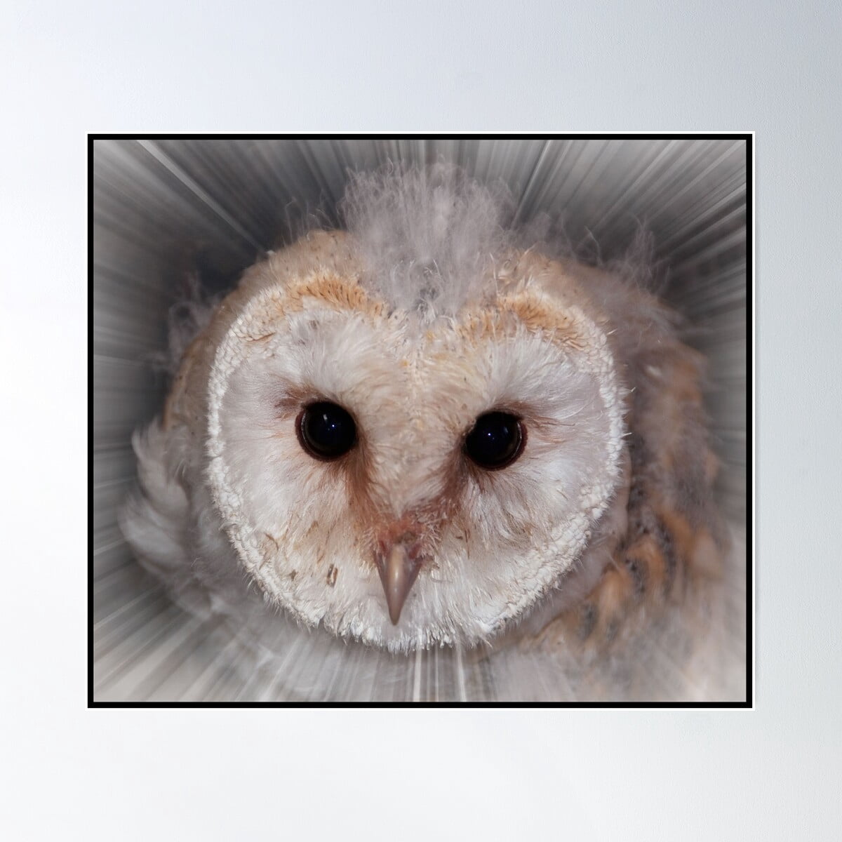 Barn Owl Chick Poster Wall Art Bedroom Wall Art - Walmart.com