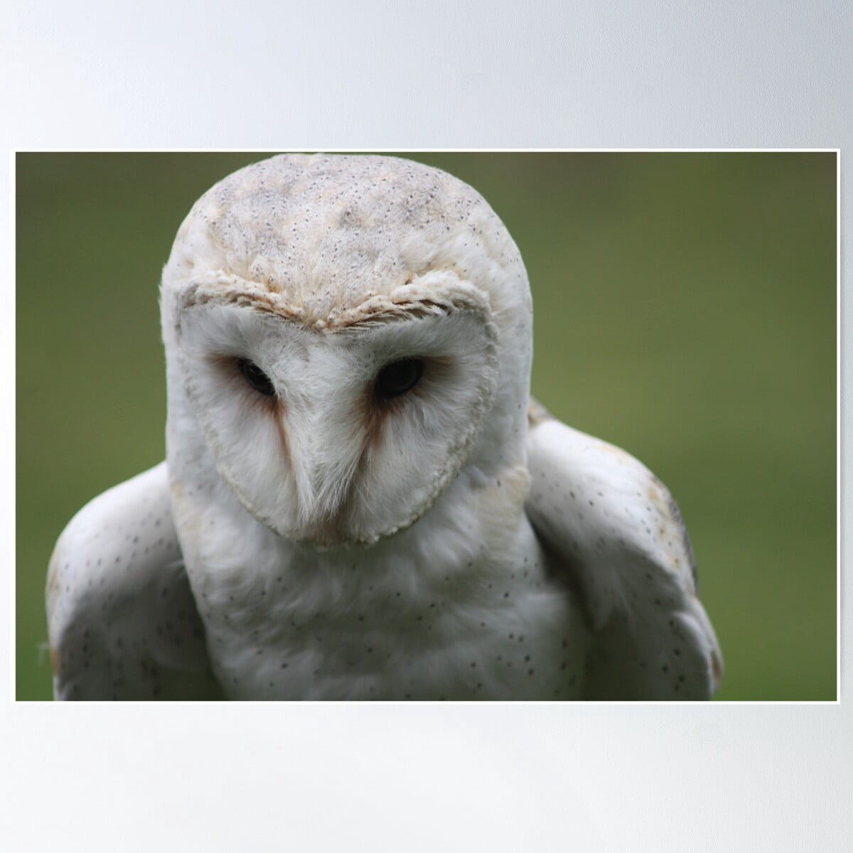 Barn Owl Close-Up Poster Wall Art Modern Wall Decor For Living Room ...