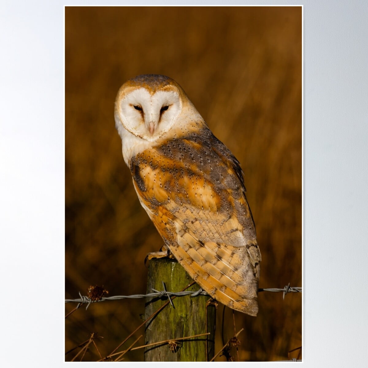 Barn Owl Perch And Pounce Hunting Poster Wall Art, Modern Wall Decor ...