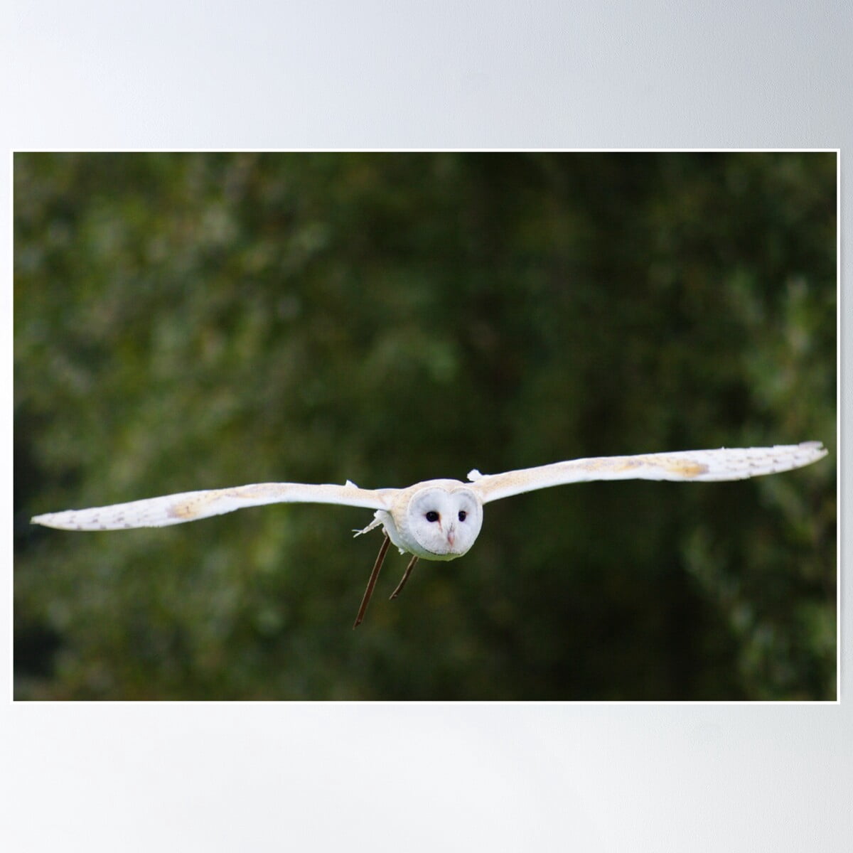 Barn Owl Poster Wall Art, Modern Wall Decor For Living Room Bedroom ...
