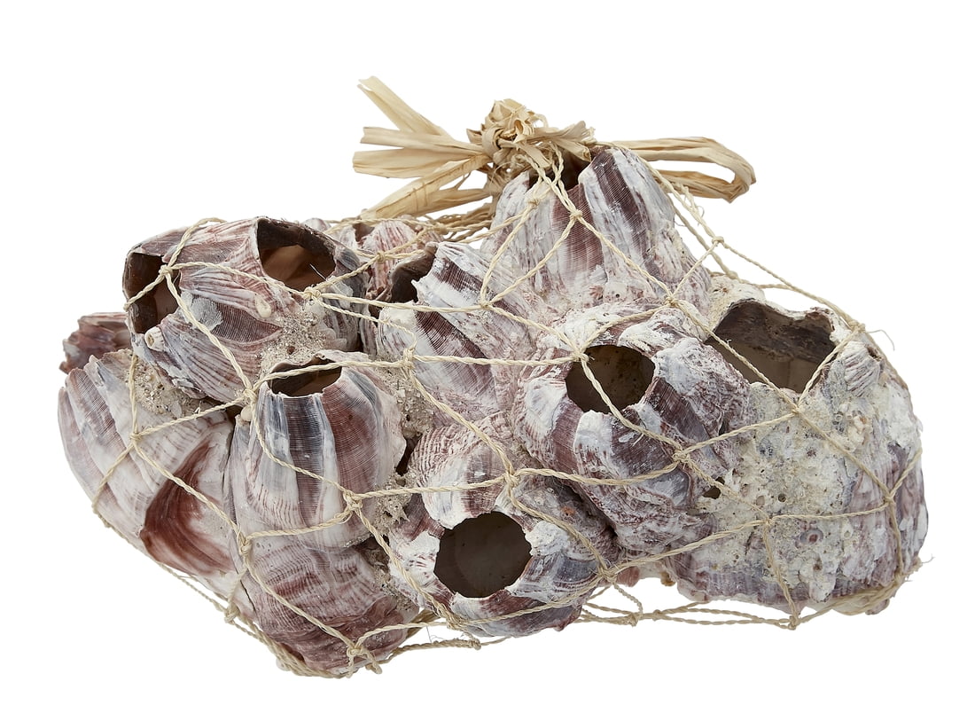 Barnacle Cluster Aquarium Fish Tank and Terrarium Ornament 7-9 ...