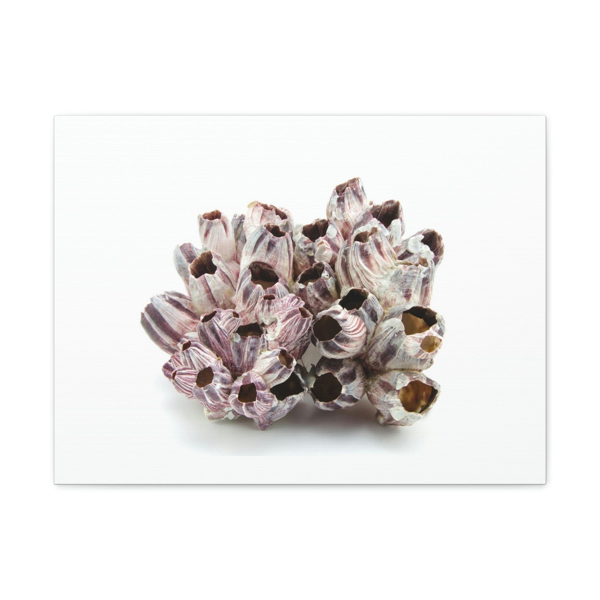 Barnacle Seashell Isolated on White Background Inside Wall Art Ready to ...