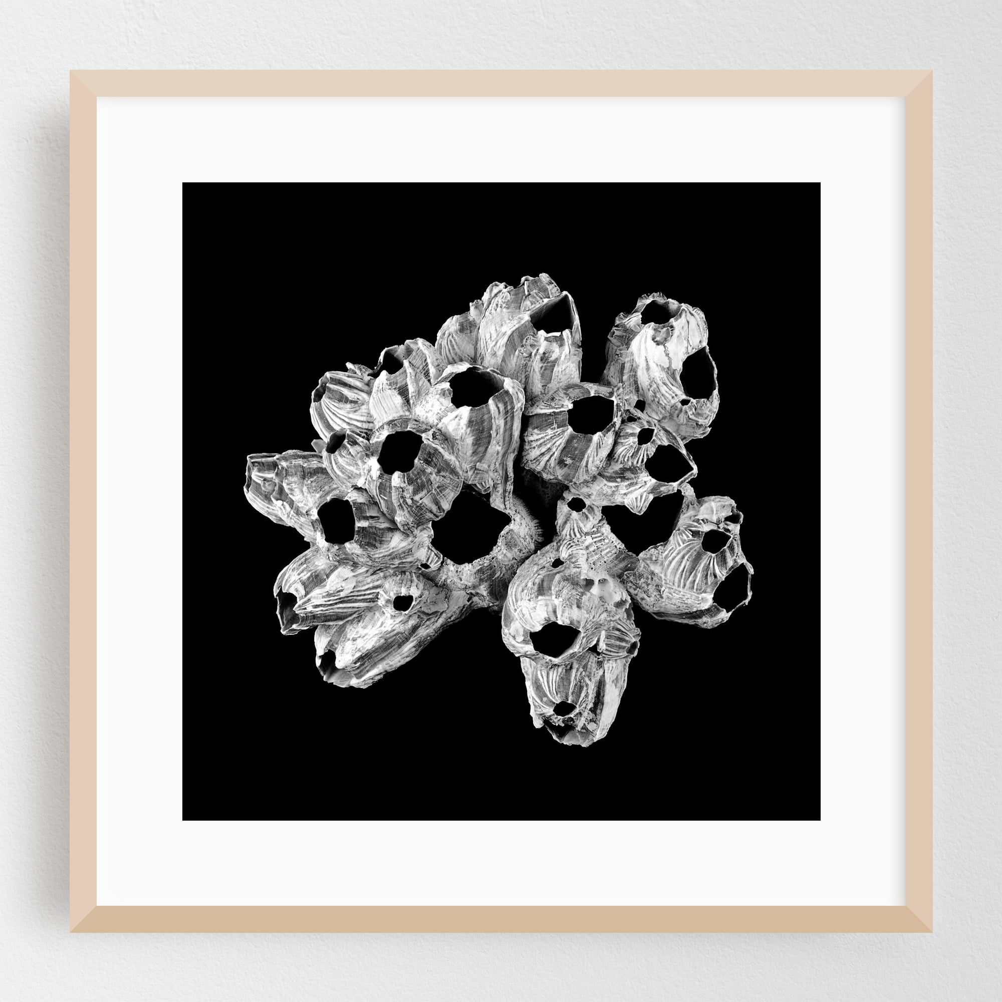 Barnacle Shell - Photography Marine Life Black and White Abstract Ocean ...