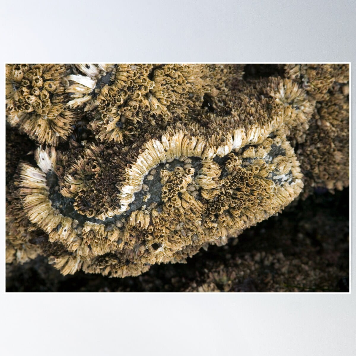 Barnacles At Low Tide Poster Wall Art, Modern Wall Decor For Living ...