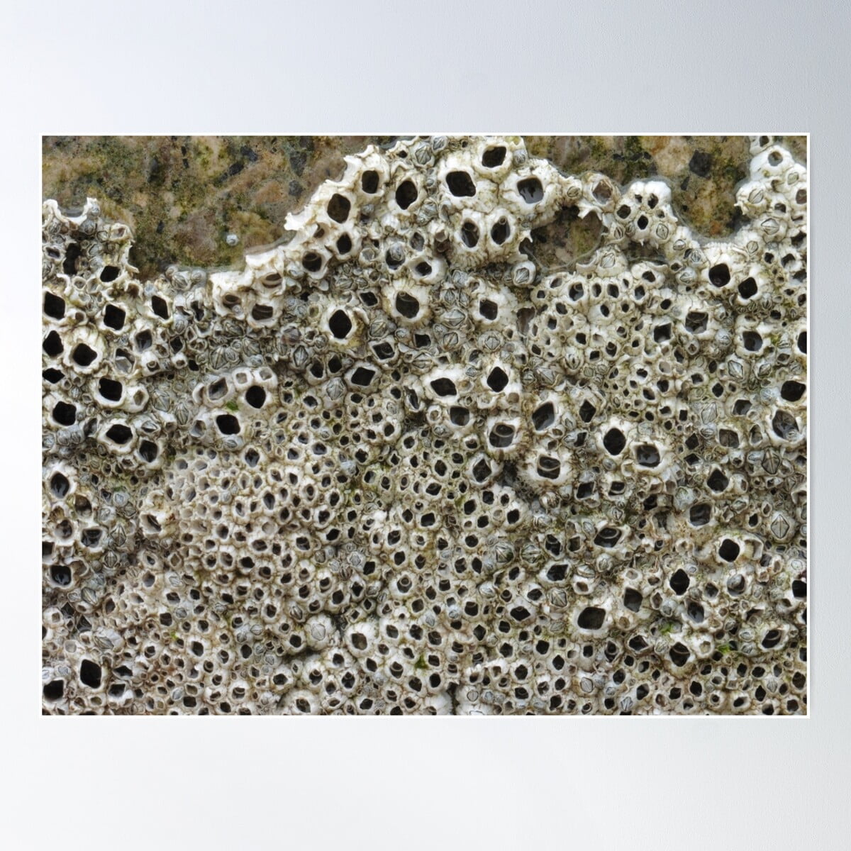 Barnacles Poster Wall Art, Modern Wall Decor For Living Room Bedroom ...