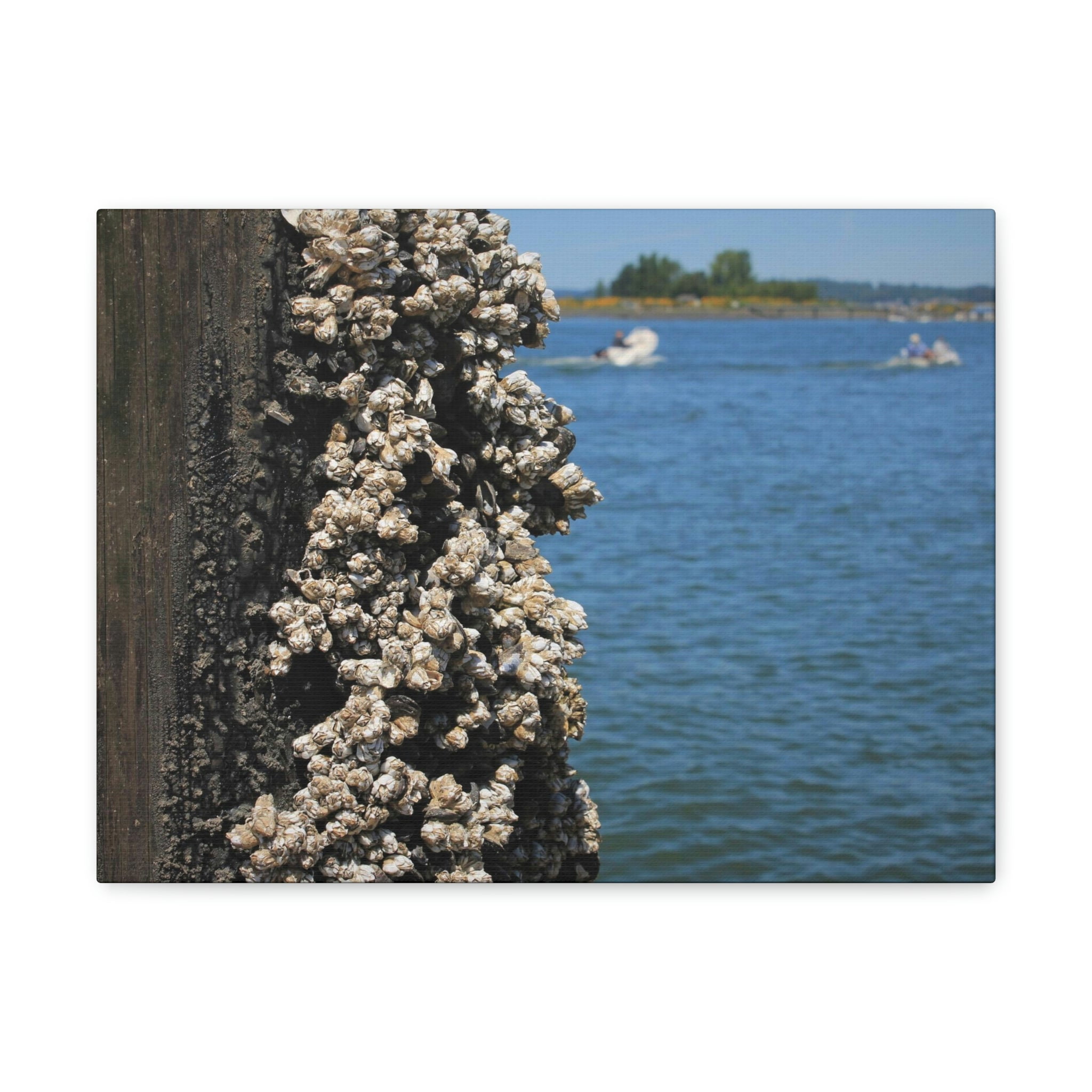 Barnacles on Pier With Water Behind Print Animal Wall Art Wildlife ...