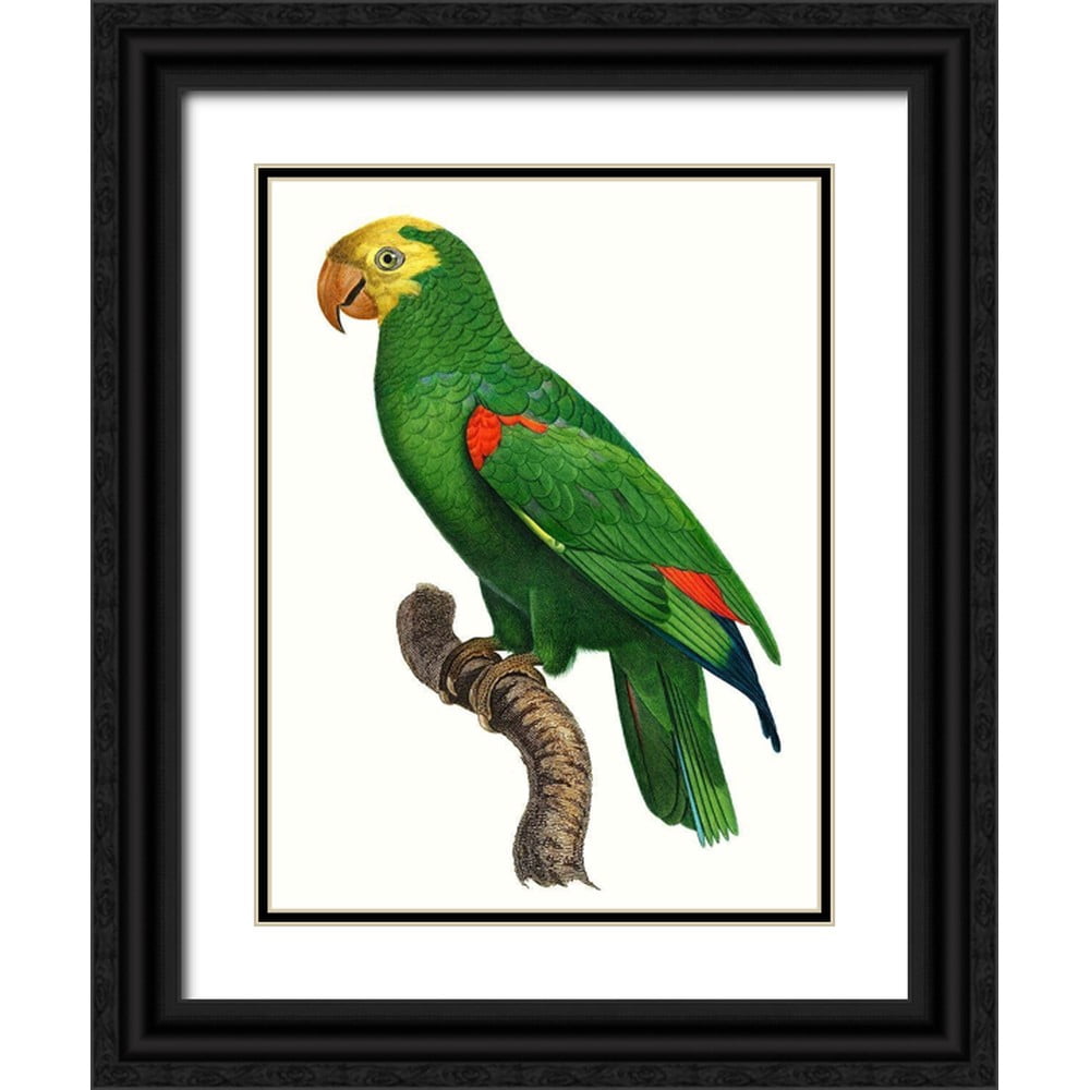 Barraband 19x24 Black Ornate Wood Framed with Double Matting Museum Art ...