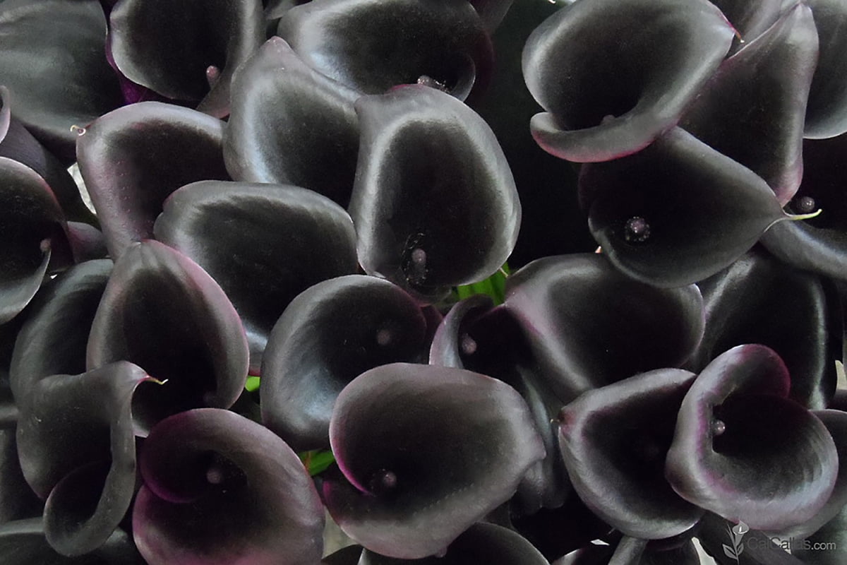 Barracuda Calla Lily Bulb - Dark Purple/Black - 14/16 cm Bulb - Walmart.com