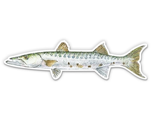 Barracuda Fishing - 5" Vinyl Sticker - For Car Laptop I-Pad ...