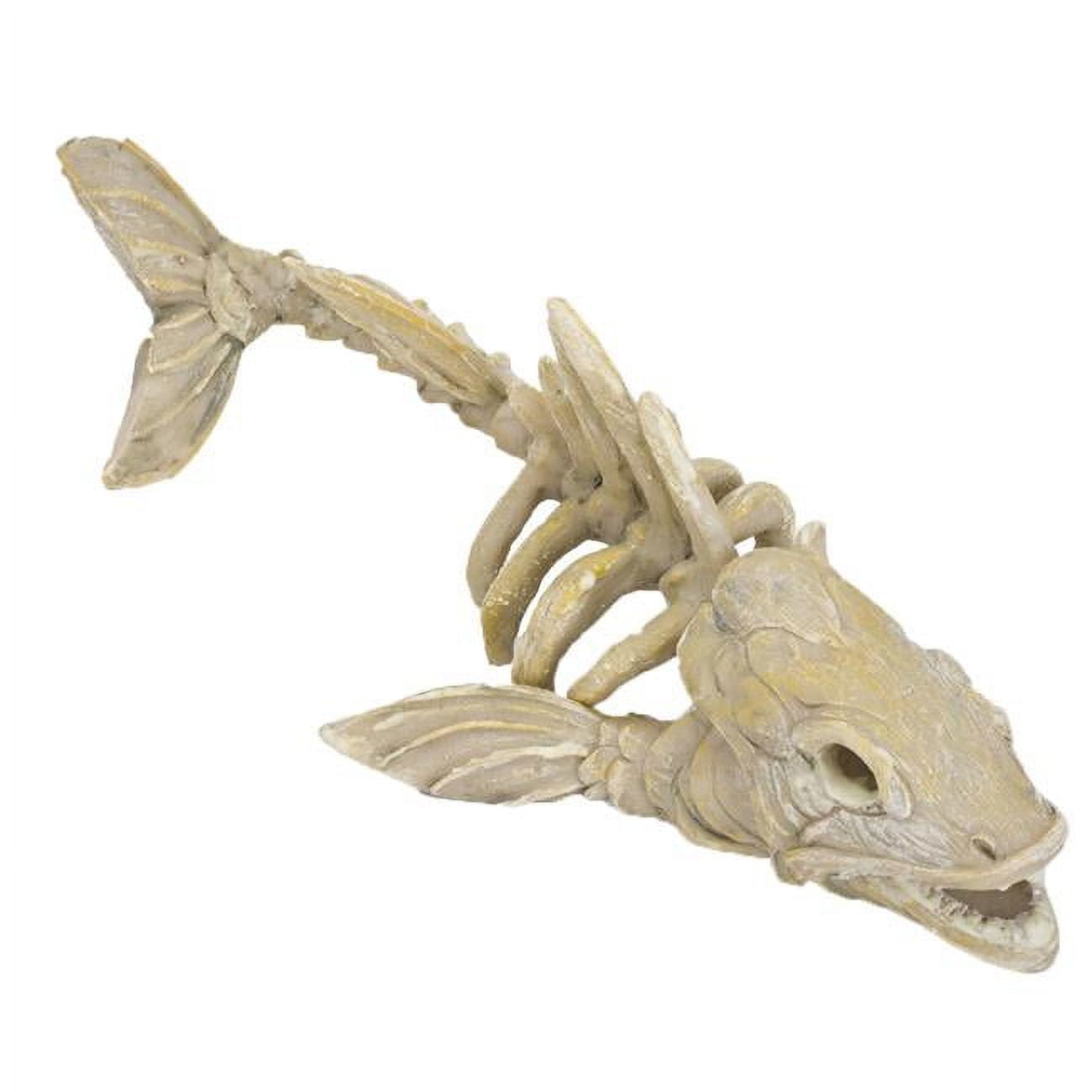 Barracuda Skeleton