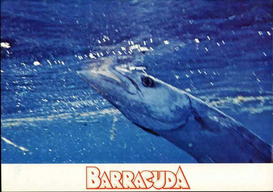 Barracuda - movie POSTER (Style G) (11" x 14") (1978) - Walmart.com