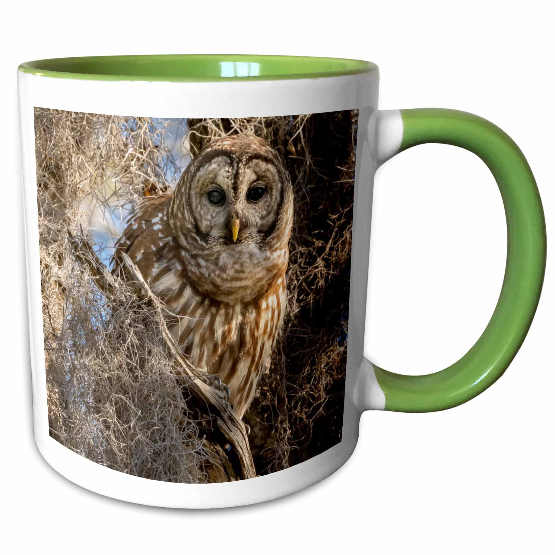 3drose, Barred Owl, Aka Hoot Owl in Tree, Florida, 15oz Two-tone Green ...