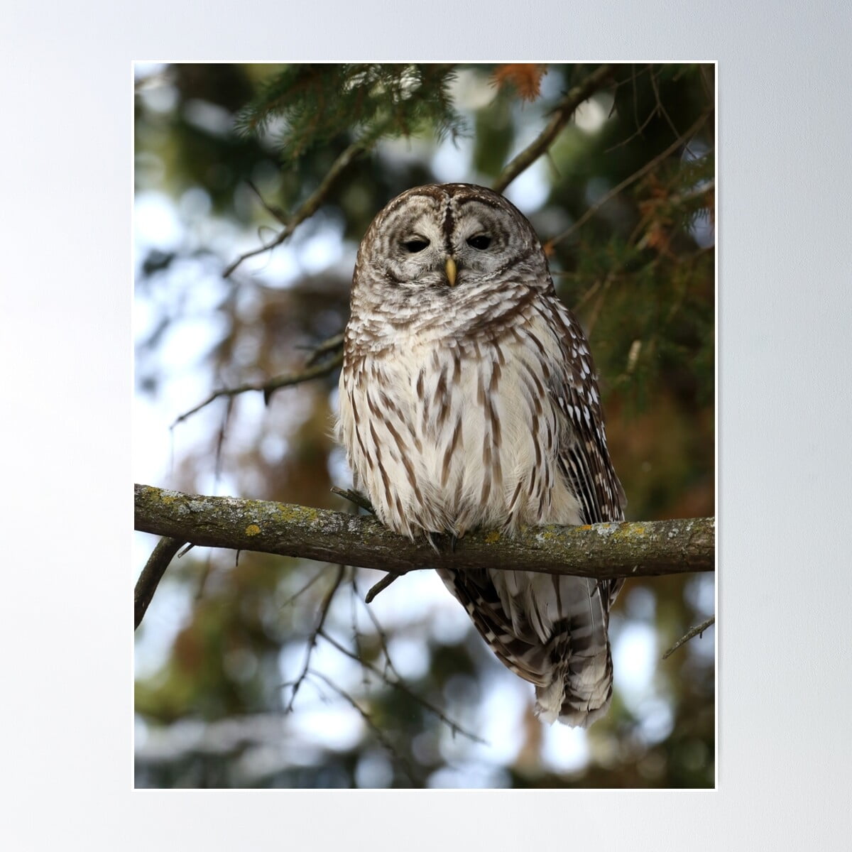 Barred Owl Poster Wall Art, Modern Wall Decor For Living Room Bedroom ...