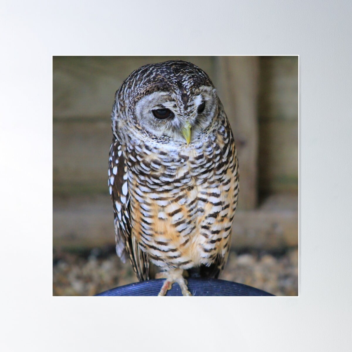 Barred Owl Poster Wall Art, Modern Wall Decor For Living Room Bedroom ...