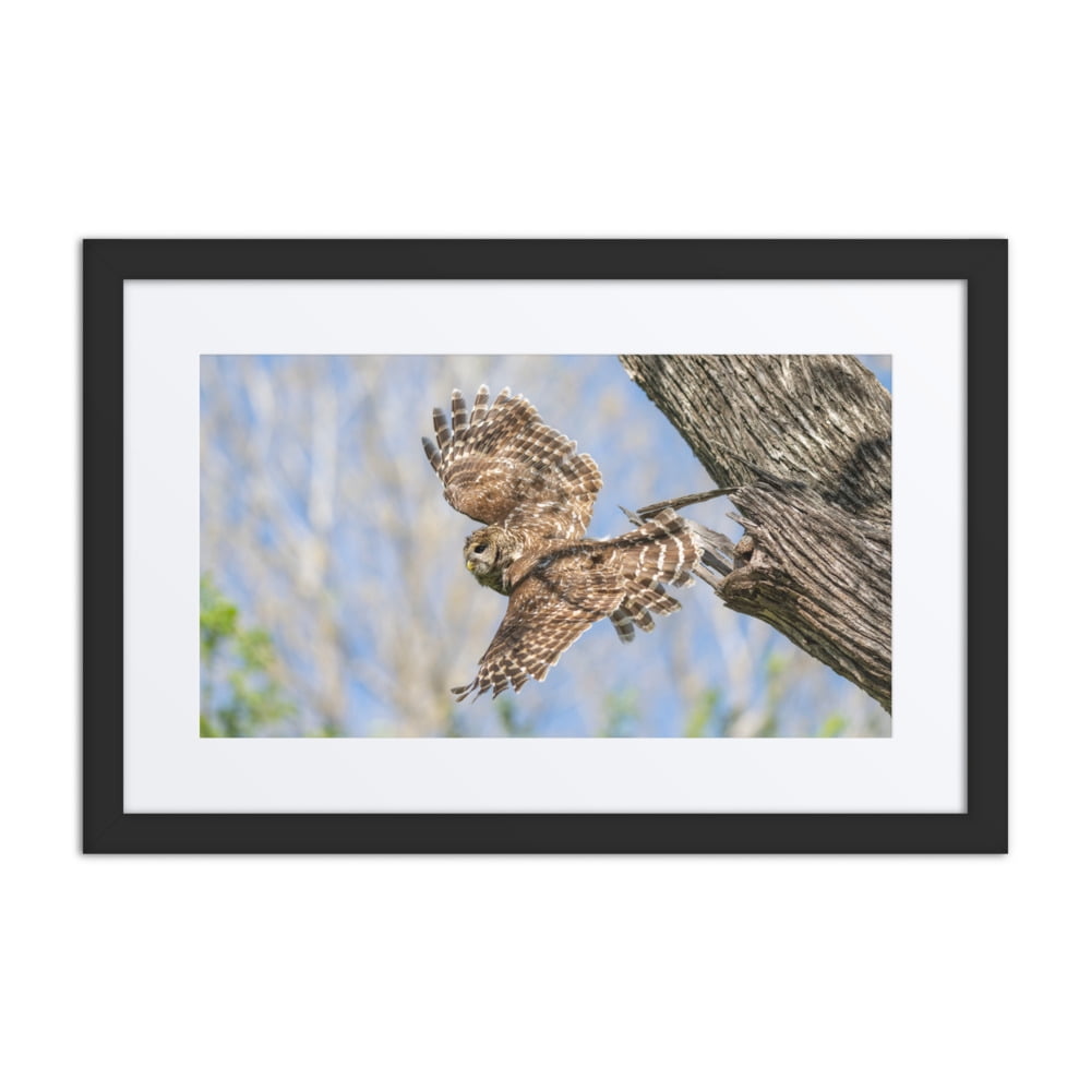 Barred owl - Framed Horizontal Poster (Black, 12″×18″) - Walmart.com