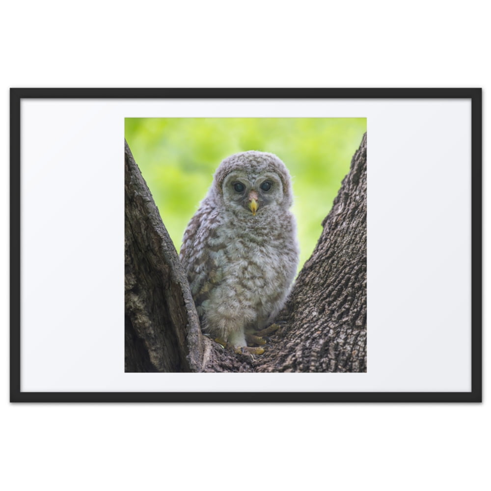 Barred owl - Framed Horizontal Poster (Black, 24″×36″) - Walmart.com