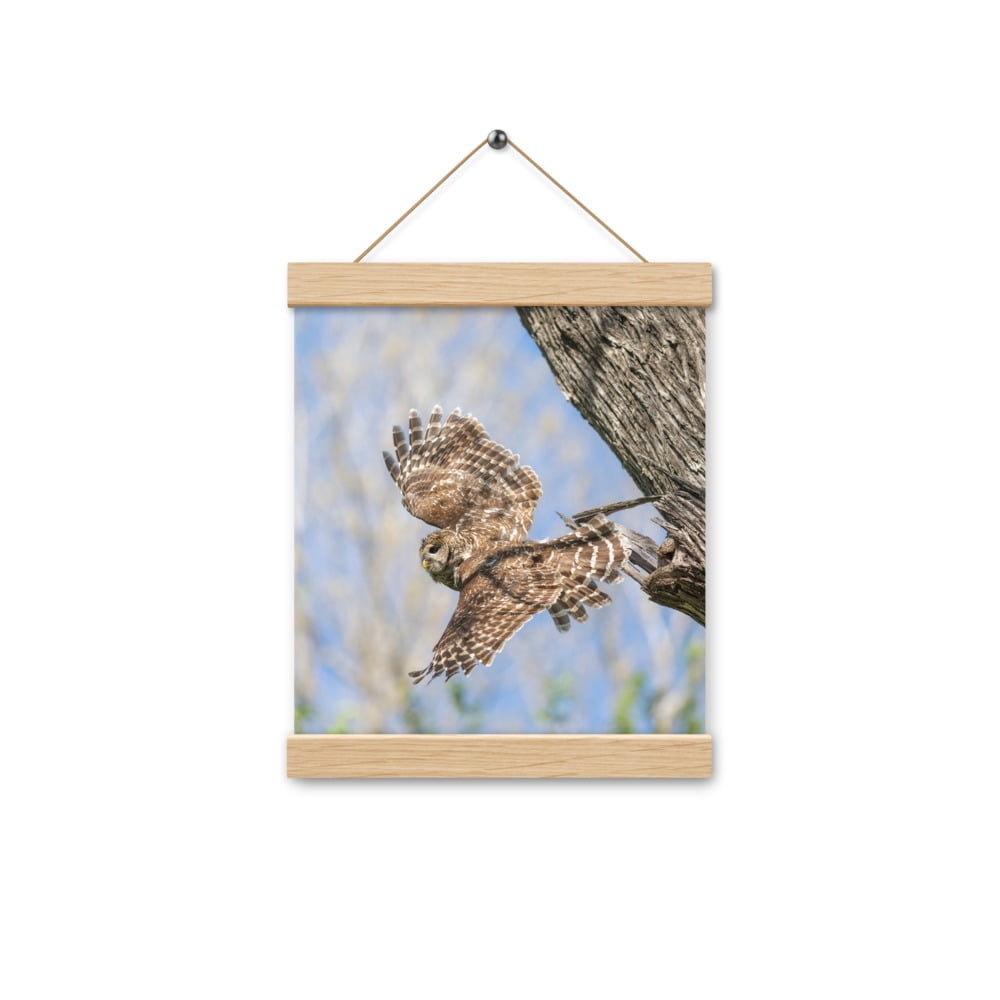Barred owl! - Poster with hangers (Oak, 8″×10″) - Walmart.com