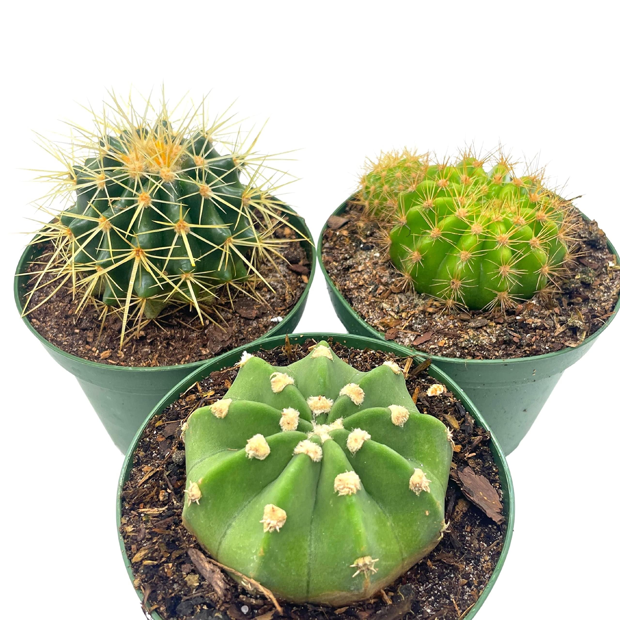 Barrel Cactus Assortment, 4 inch Set of 3, Easter Lily, Lemon Barrel ...