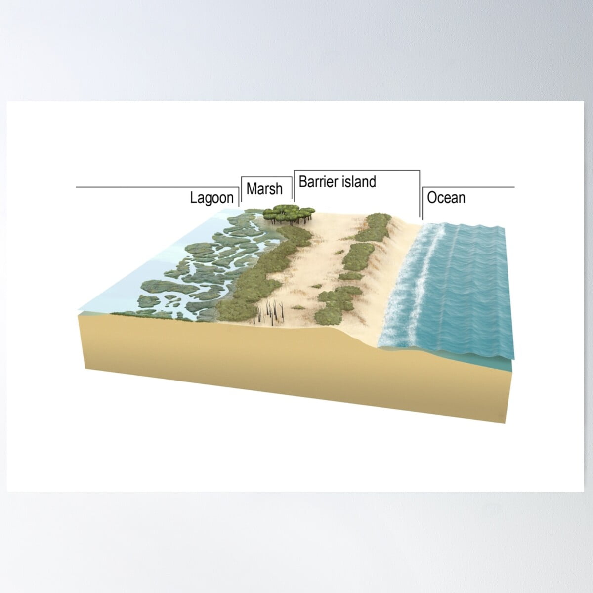 Barrier Island Oceanic Cross-Section Poster Wall Art, Modern Wall Decor ...