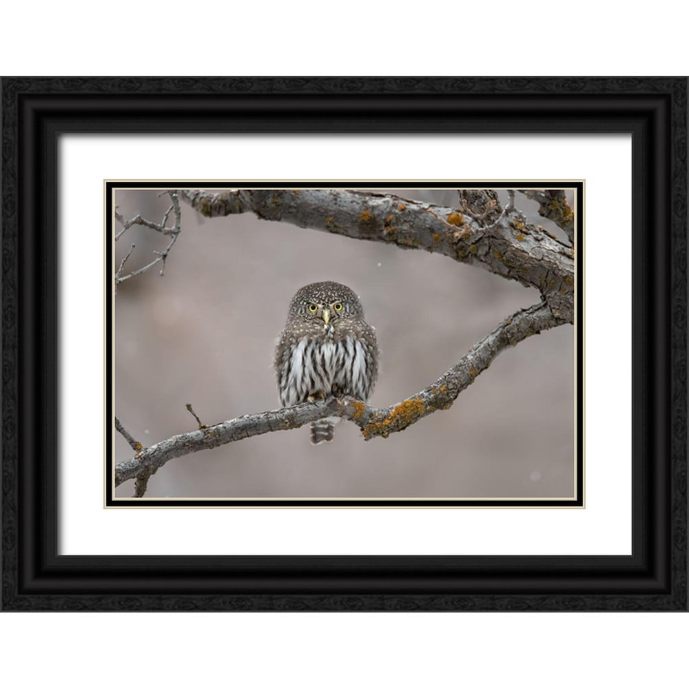 Barsh, Greg 14x11 Black Ornate Wood Framed with Double Matting Museum ...