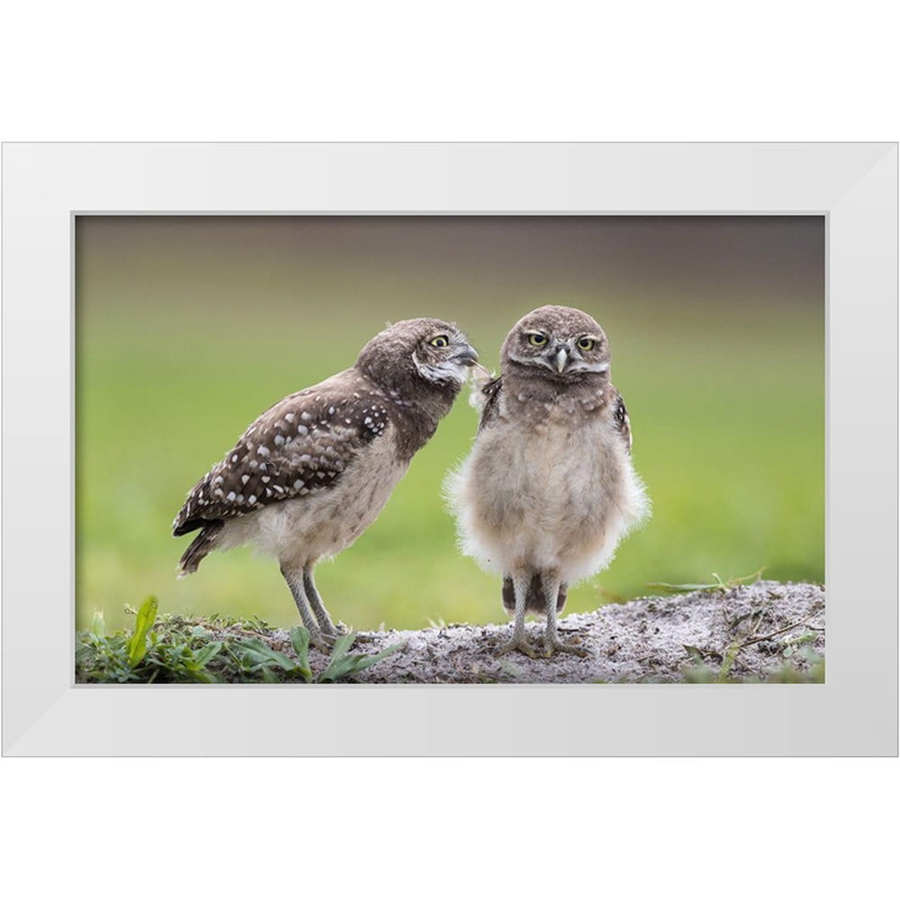 Barsh, Greg 32x22 White Modern Wood Framed Museum Art Print Titled ...