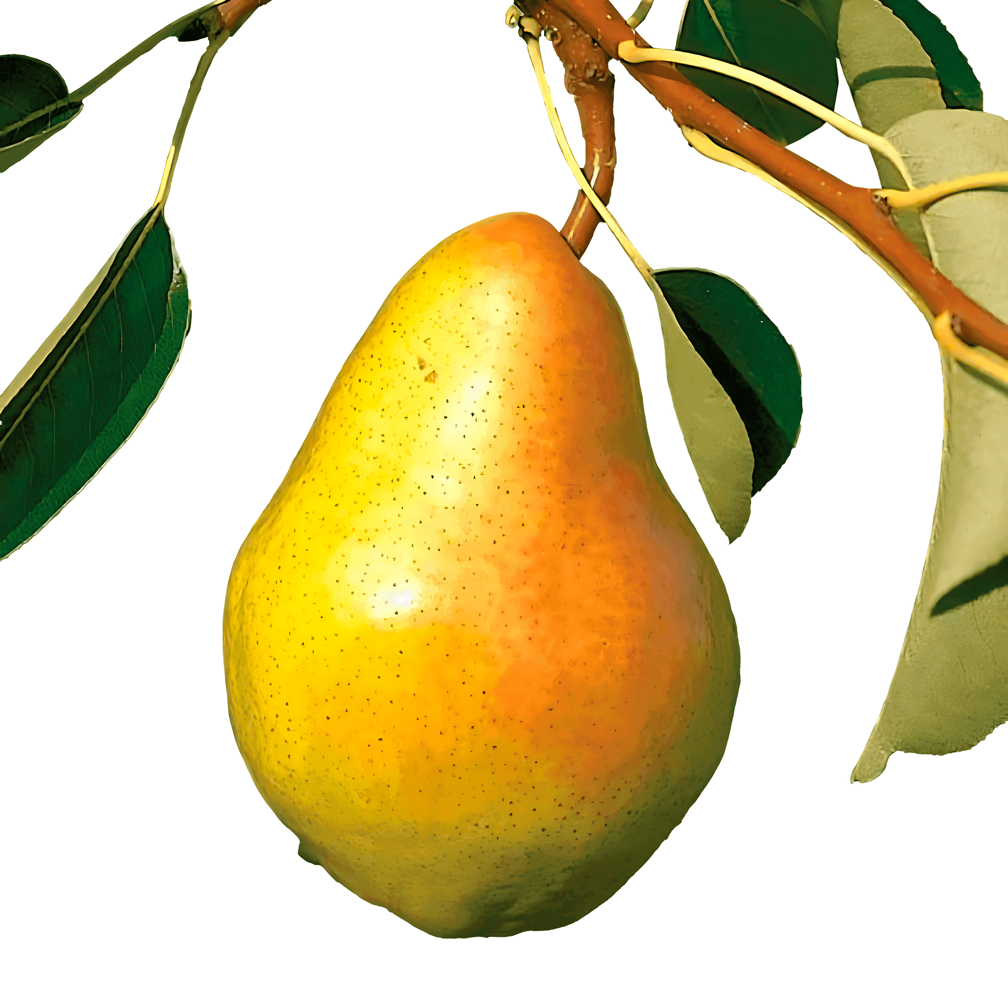 Bartlett Pear Tree – Sweet Juicy Fruit, High-Yielding and Easy to Grow ...